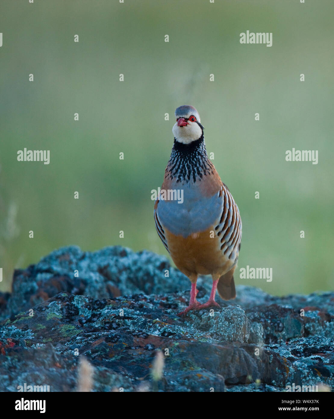 PERDIZ ROJA (Alectoris rufa Stock Photo - Alamy