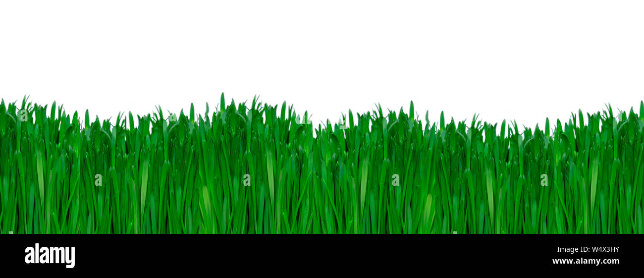 Vibrant Green Grass isolated on white background, fresh green grass ...