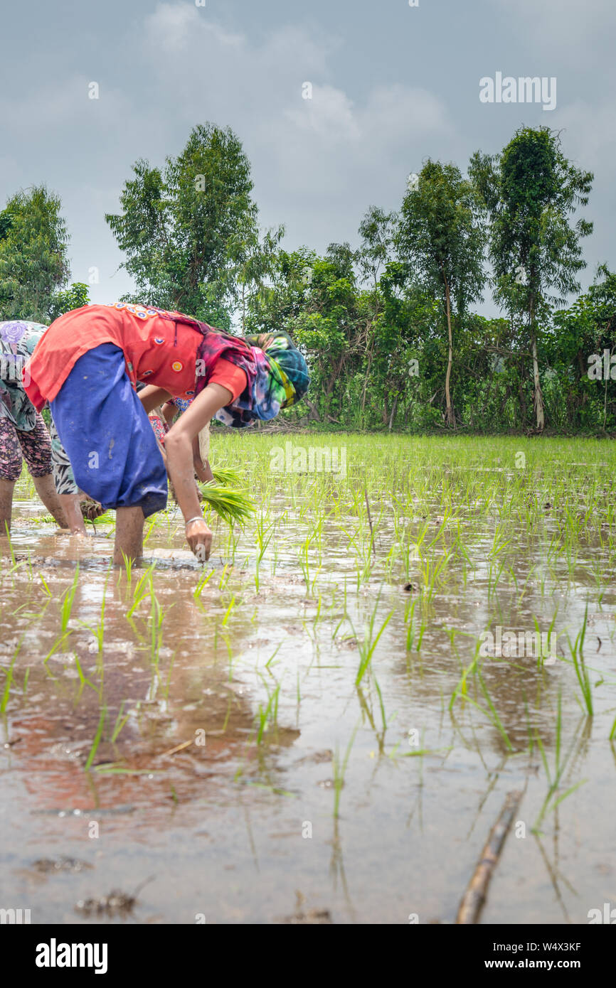 Group of Farmers Preparing to transplanting rice seedlings or young ...