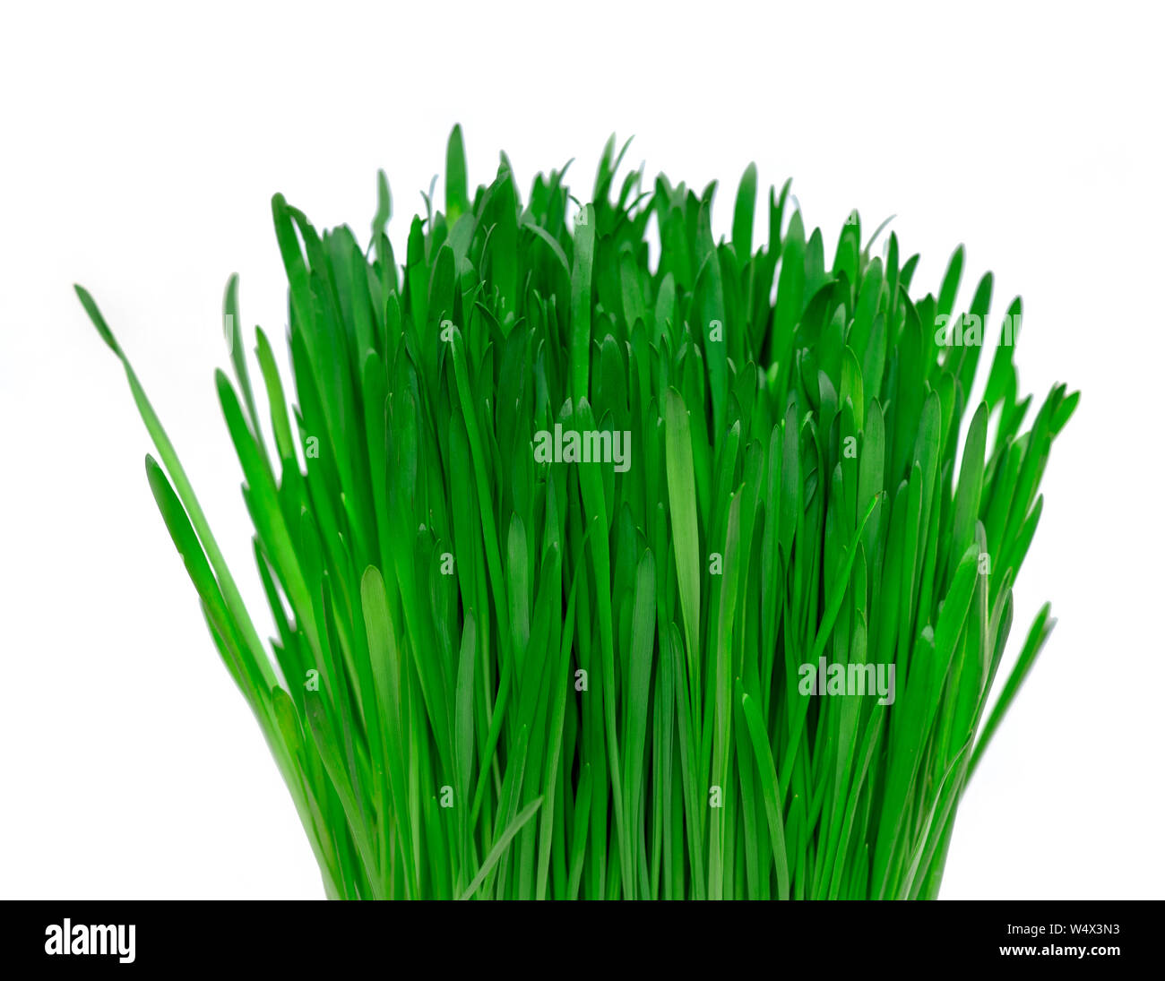 Vibrant Green Grass isolated on white background, fresh green grass ...