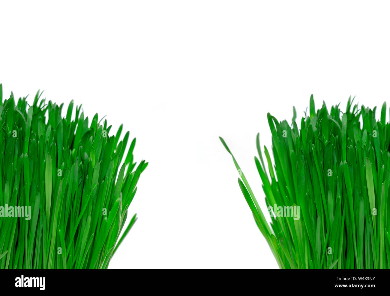 Vibrant Green Grass isolated on white background, fresh green grass ...