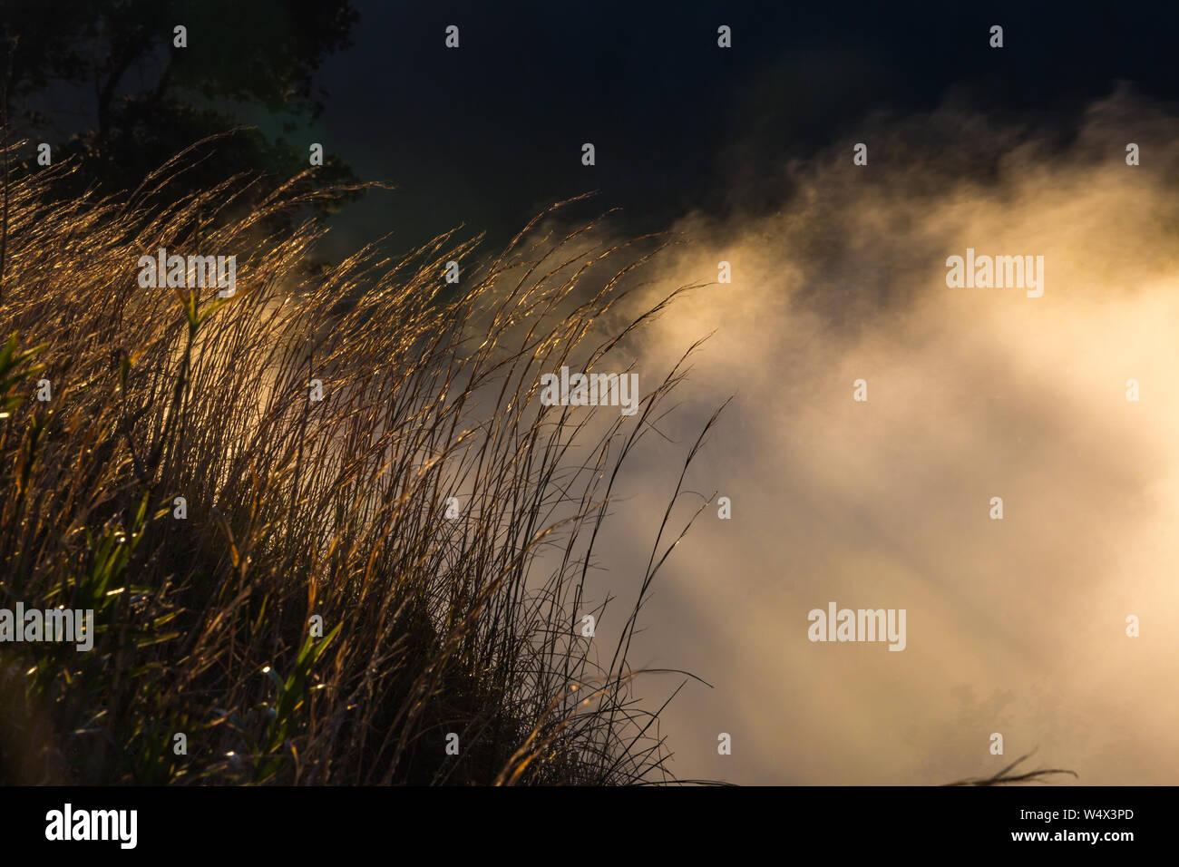 Yellow grass frames the steam rising from Kilauea Crater in Hawaii ...