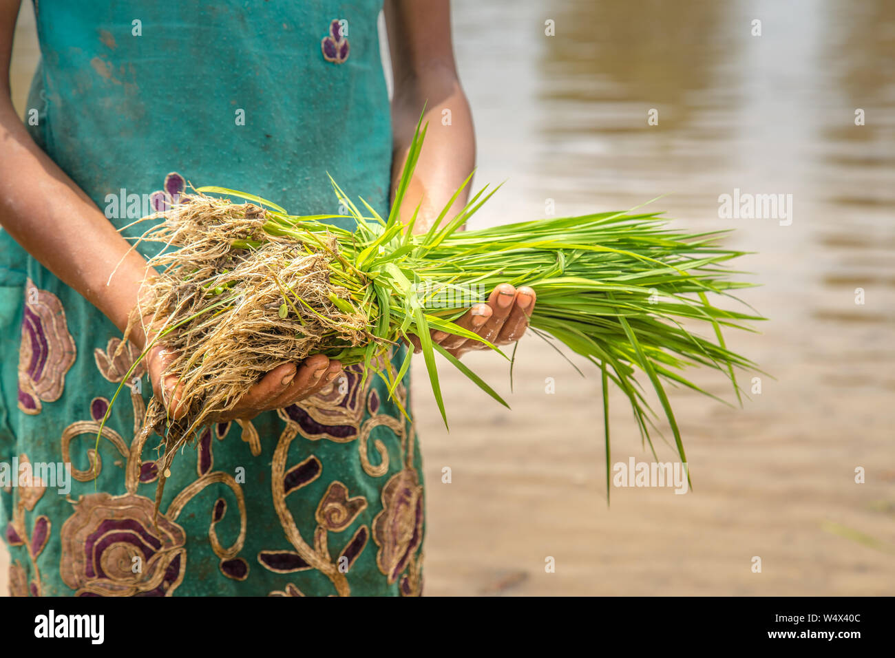 Young Indian girl farmer holds rice saplings as she walks ankle deep in ...