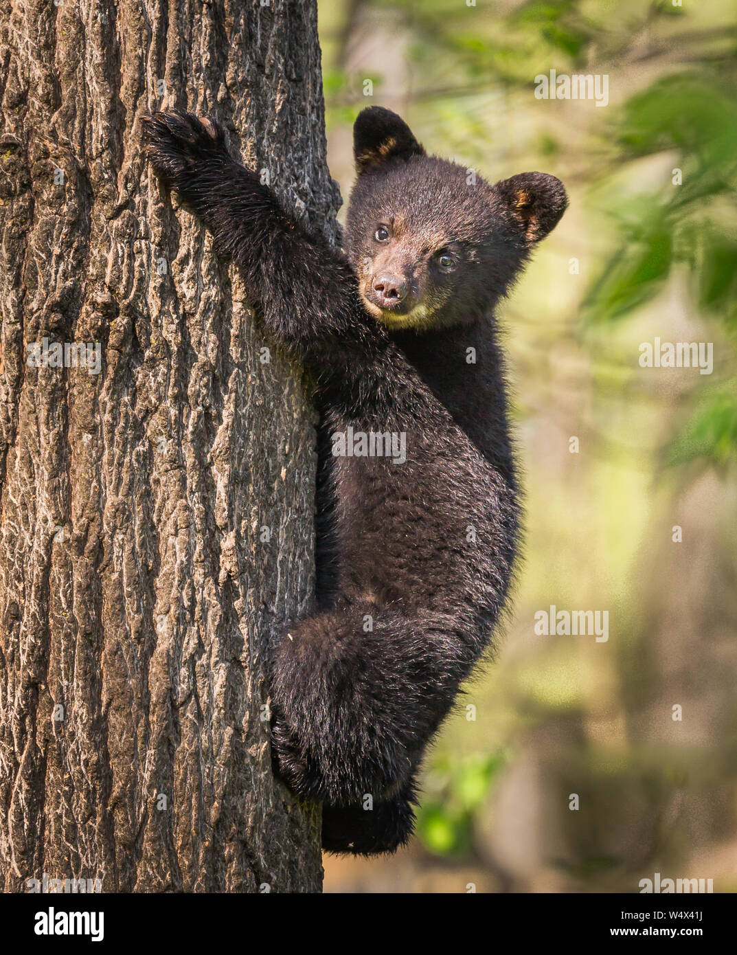 Black Bear Cub Climbing