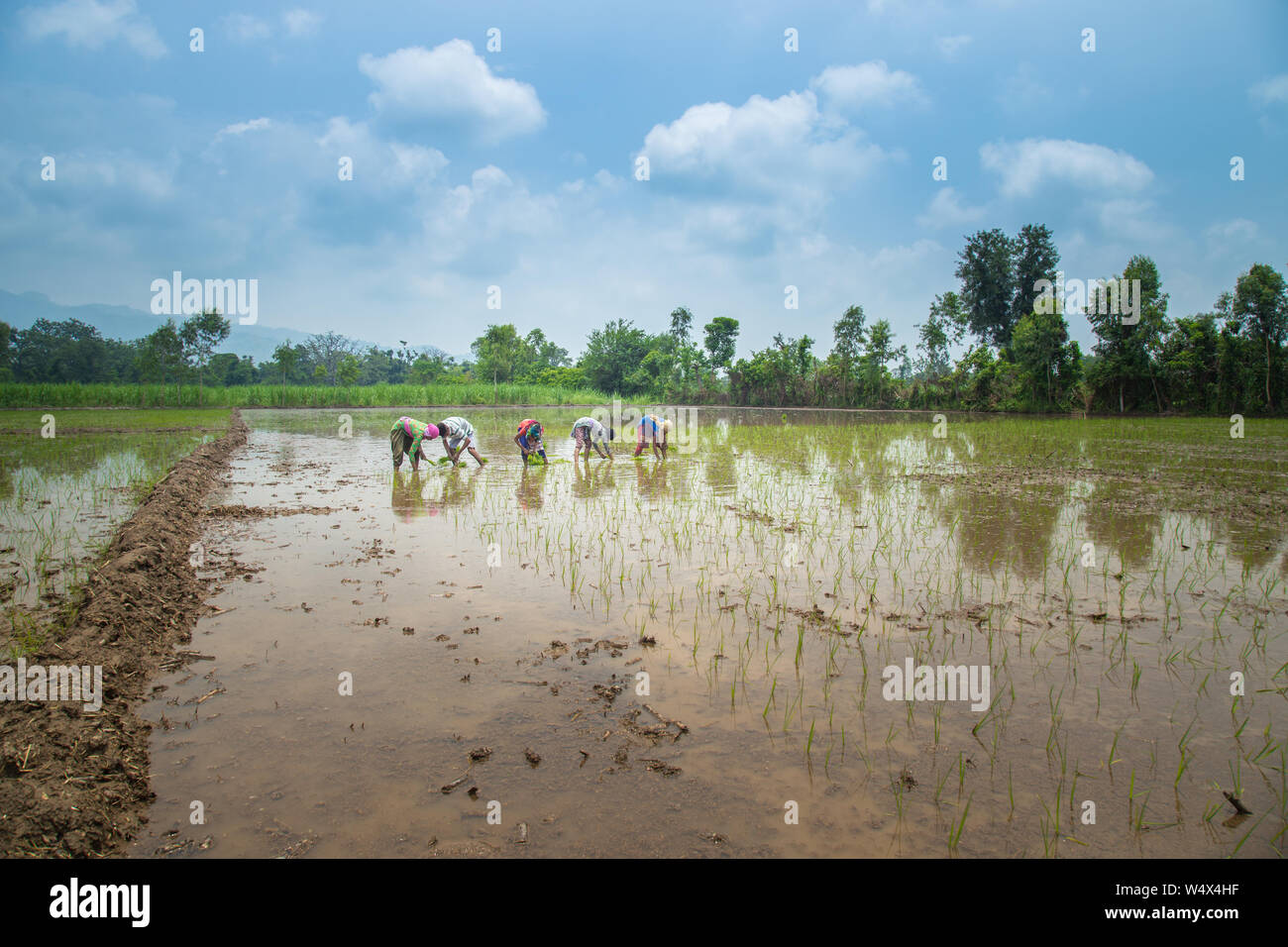 Group of Farmers Preparing to transplanting rice seedlings or young ...