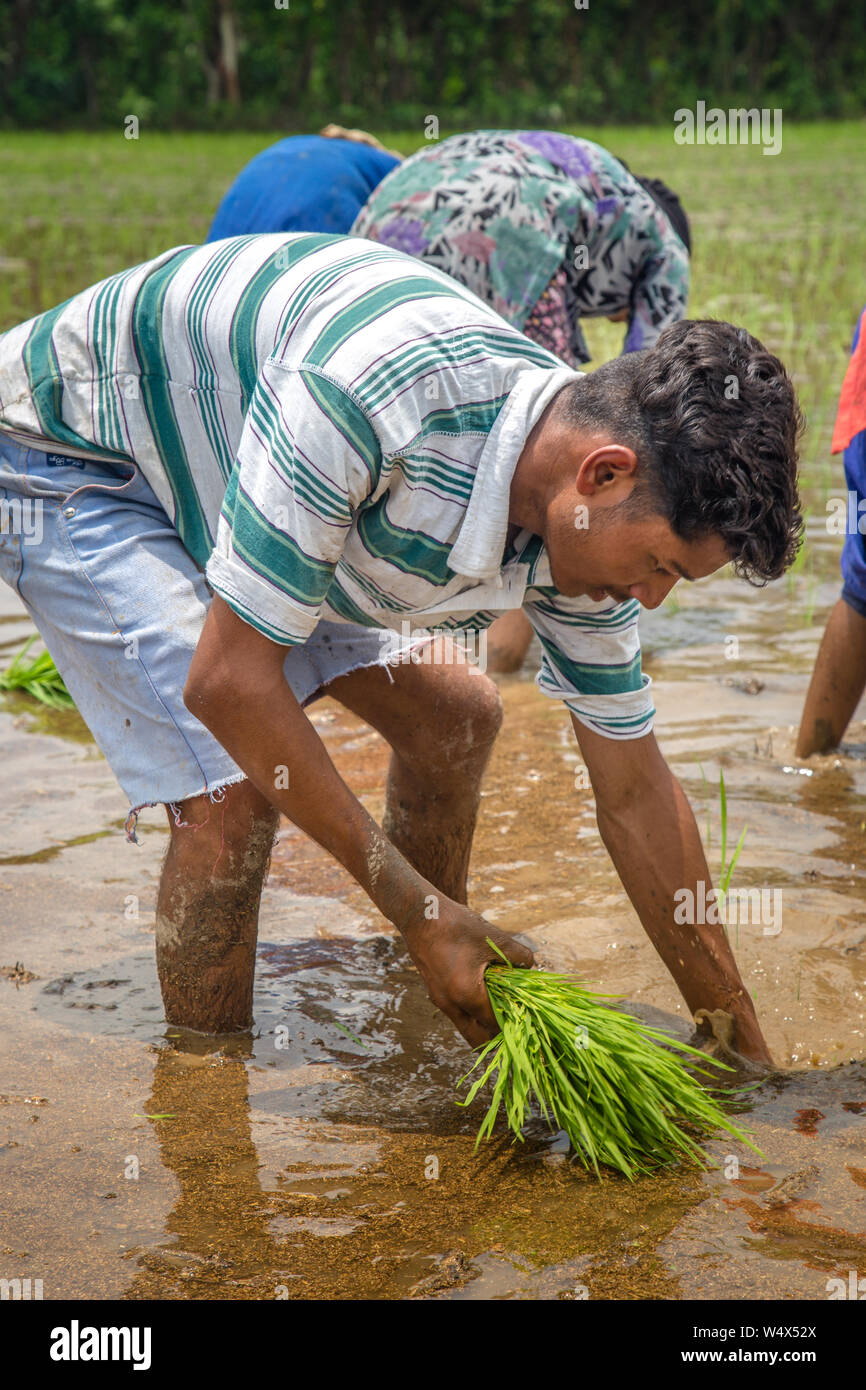 Group of Farmers Preparing to transplanting rice seedlings or young ...