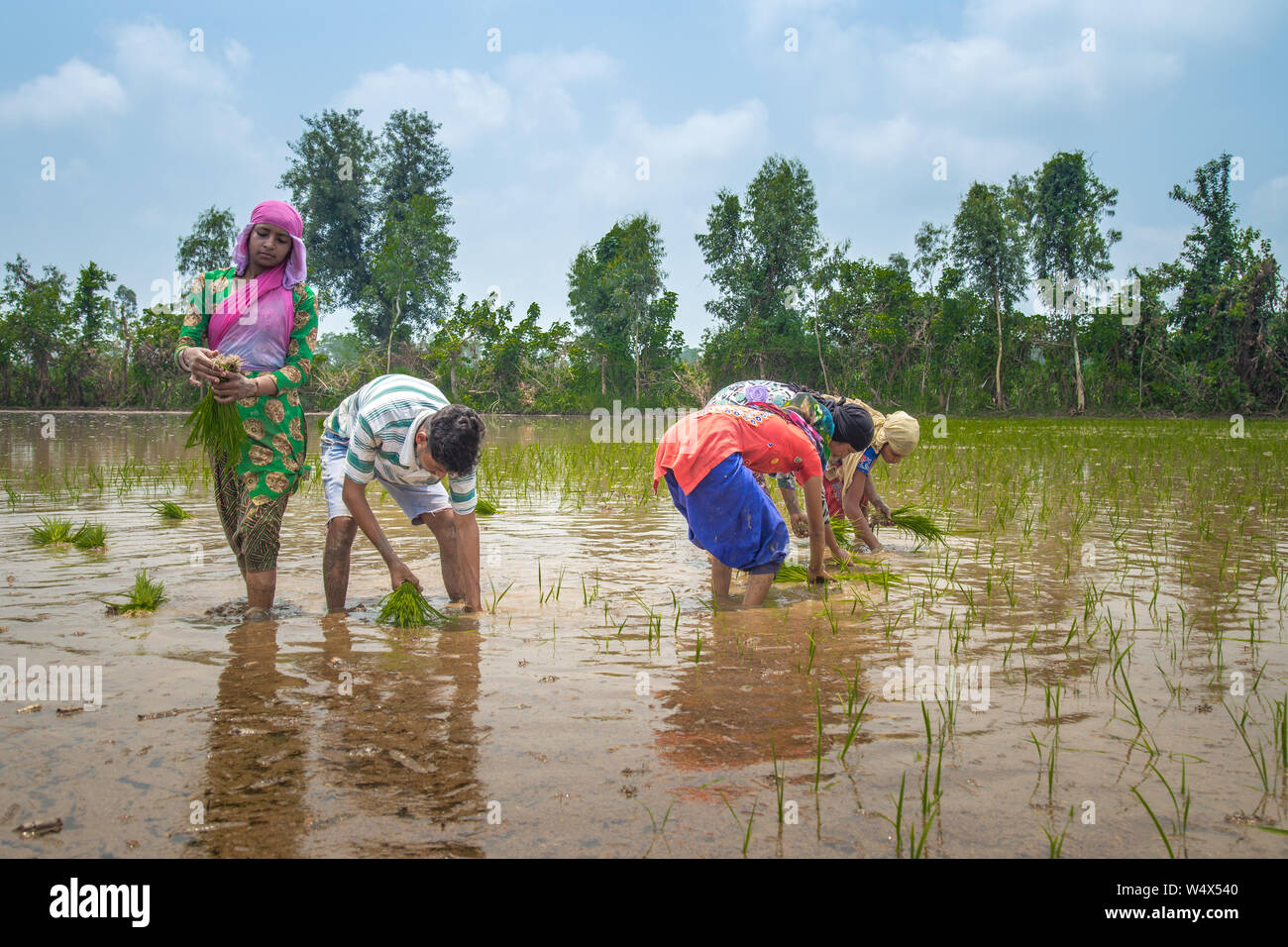 Preparing A Rice Paddy In India High Resolution Stock Photography and ...