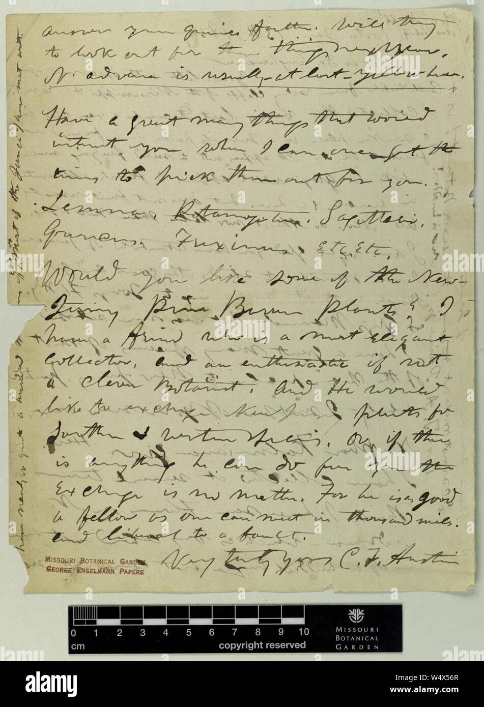 Correspondence - Austin (Coe) and Engelmann (George) (Jan 13, 1866 (1 ...