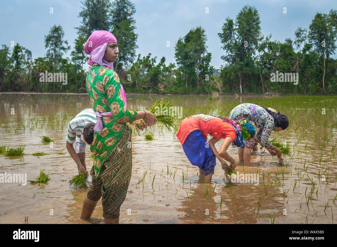 Group of Farmers Preparing to transplanting rice seedlings or young ...