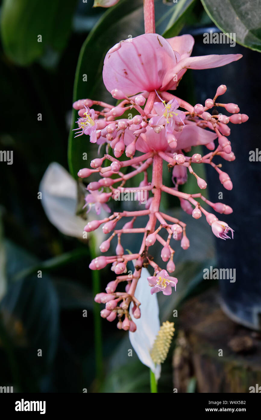 Medinilla magnifica, the showy medinilla or rose grape is a species of ...