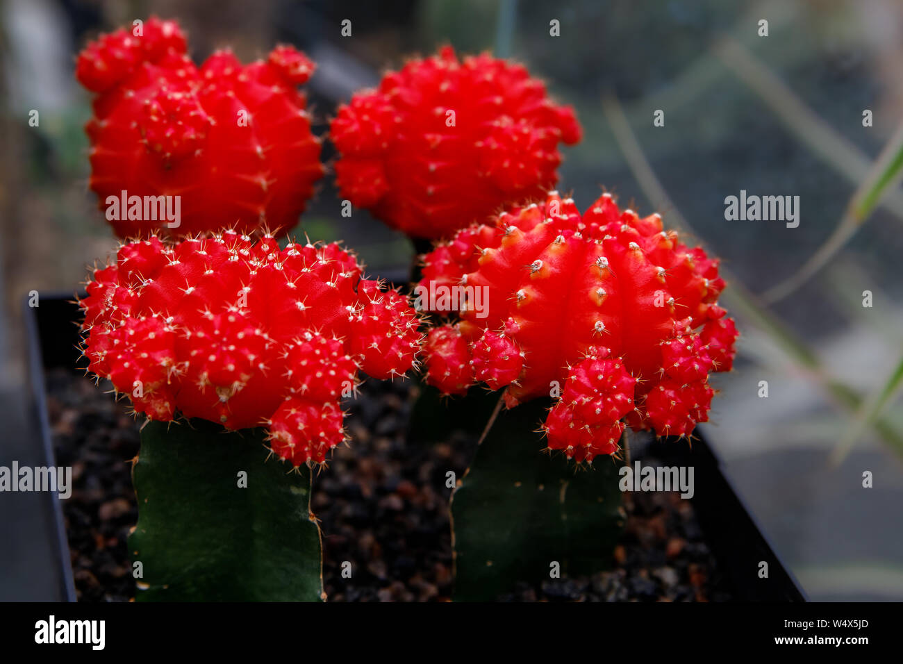 Red colored cacti plants in a greenhouse. Decorative small cacti in ...