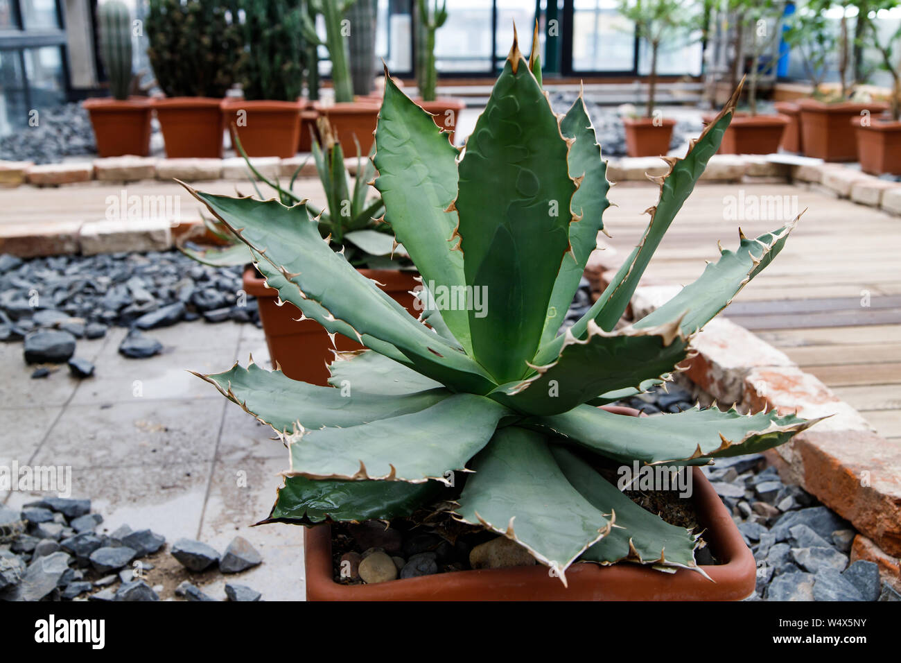 Aloe Cactus A large green potted plant in a tropical garden. Plants ...