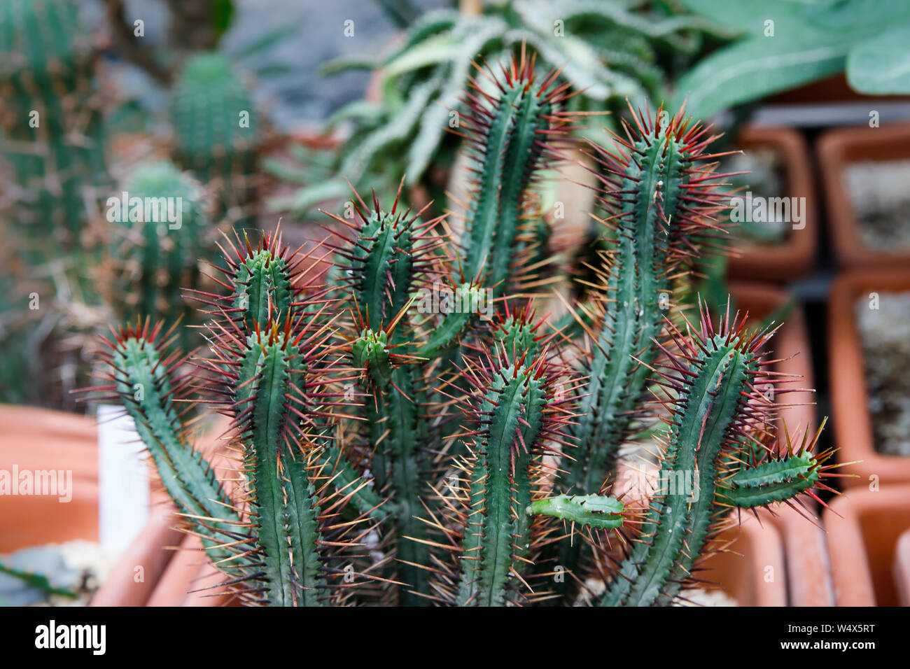 Various colored cacti plants in a greenhouse. Various cacti on the ...