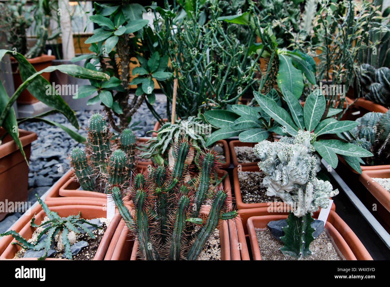 Cacti. Big plants. Greenhouse. Botanical garden with cacti. Flowers ...
