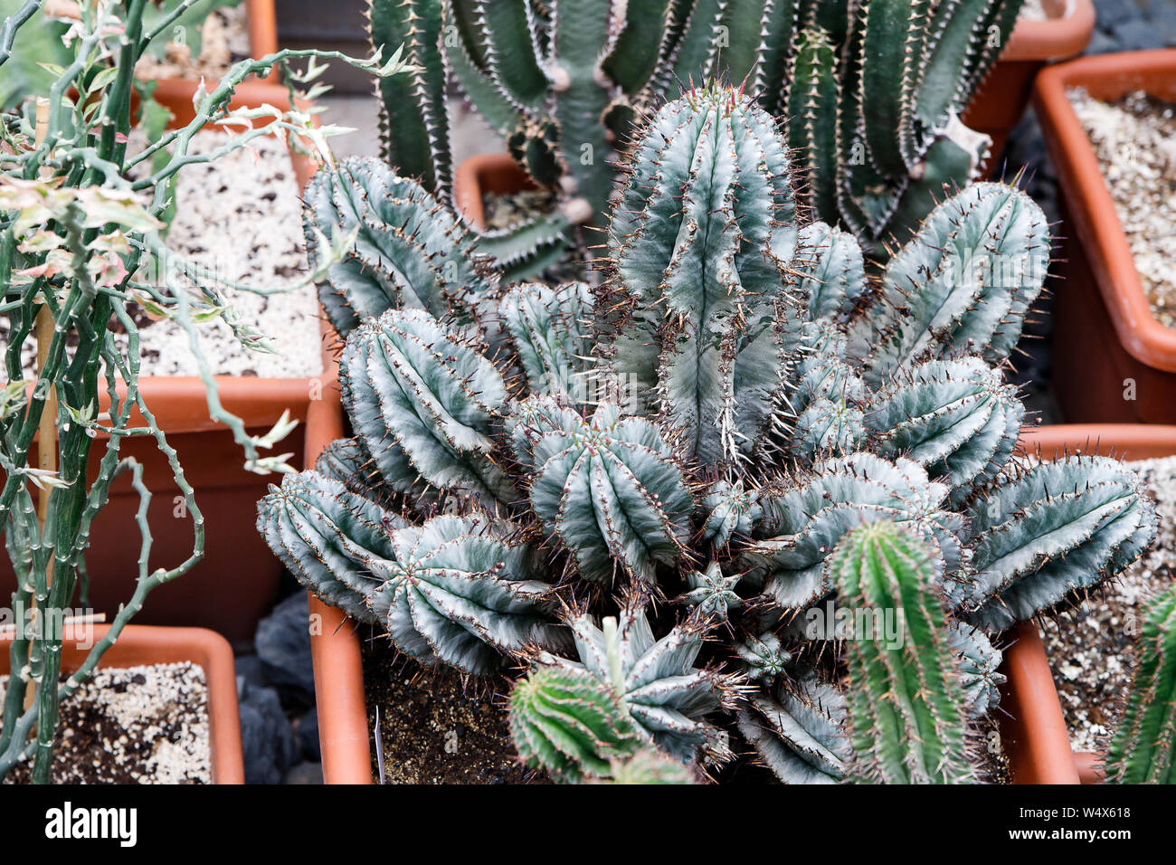 Various colored cacti plants in a greenhouse. Various cacti on the ...