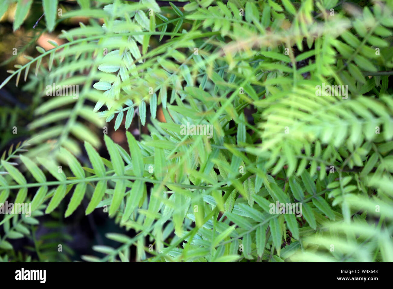 Close up view of false pepper tree leaves. Schinus molle. California ...