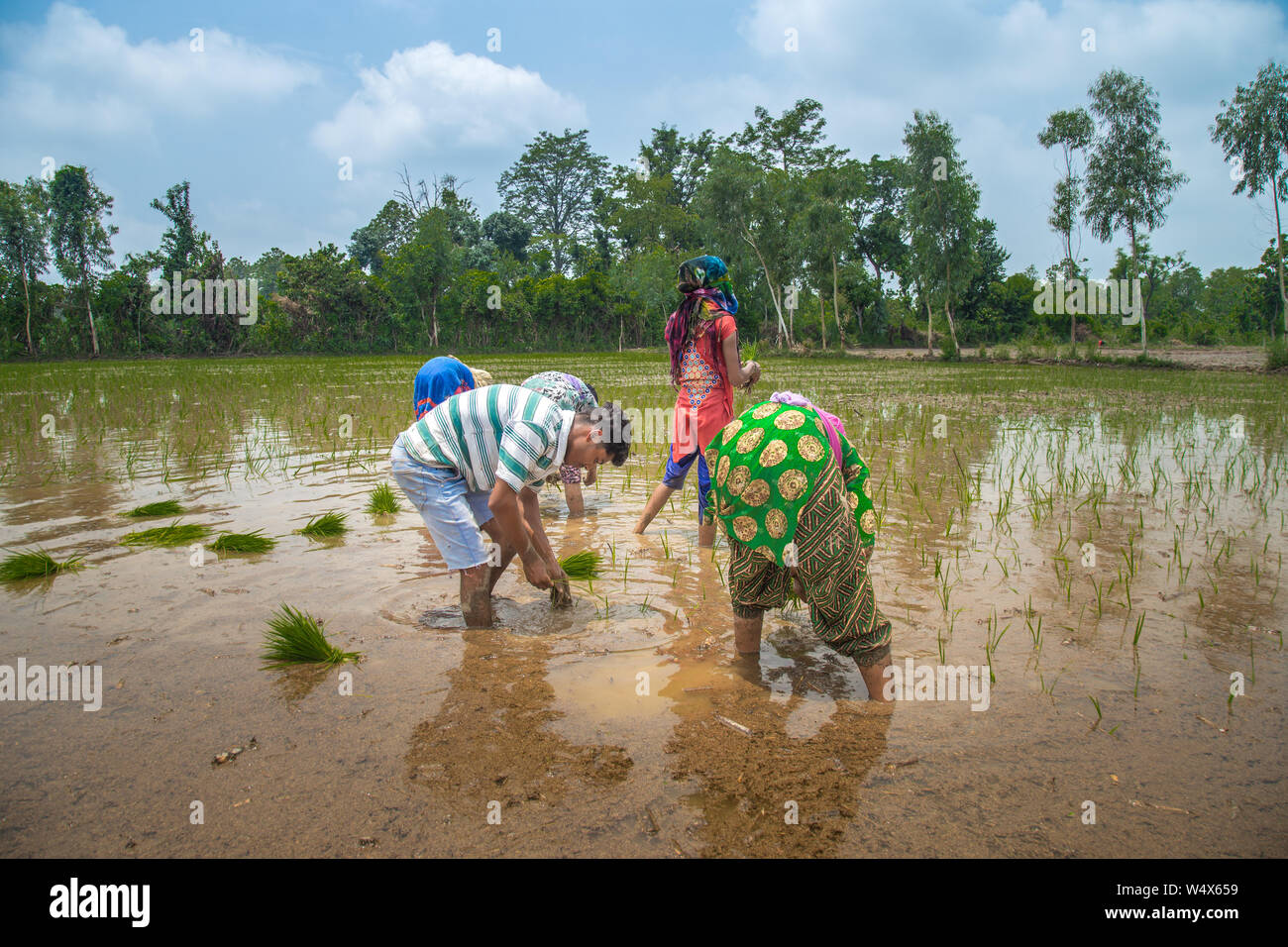 Group of Farmers Preparing to transplanting rice seedlings or young ...