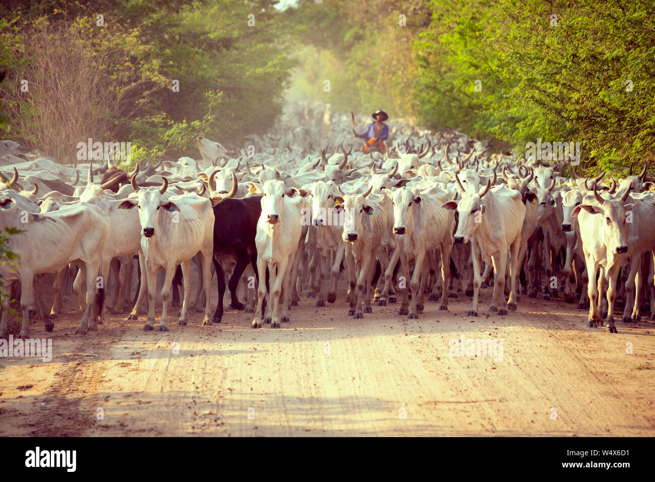 Cattle breeder hi-res stock photography and images - Alamy
