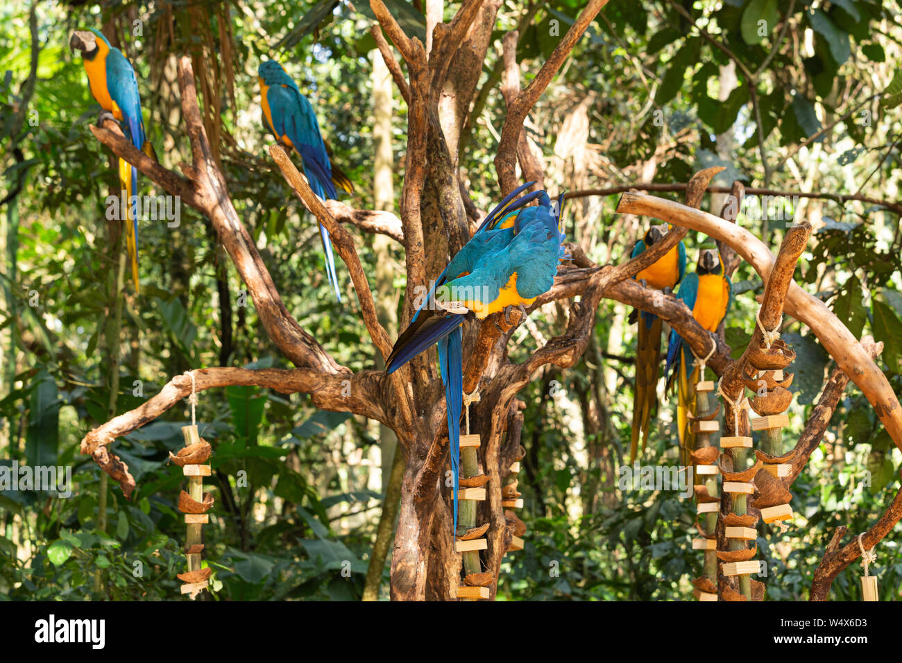Ara ararauna, Brazilian rare parrots Stock Photo - Alamy