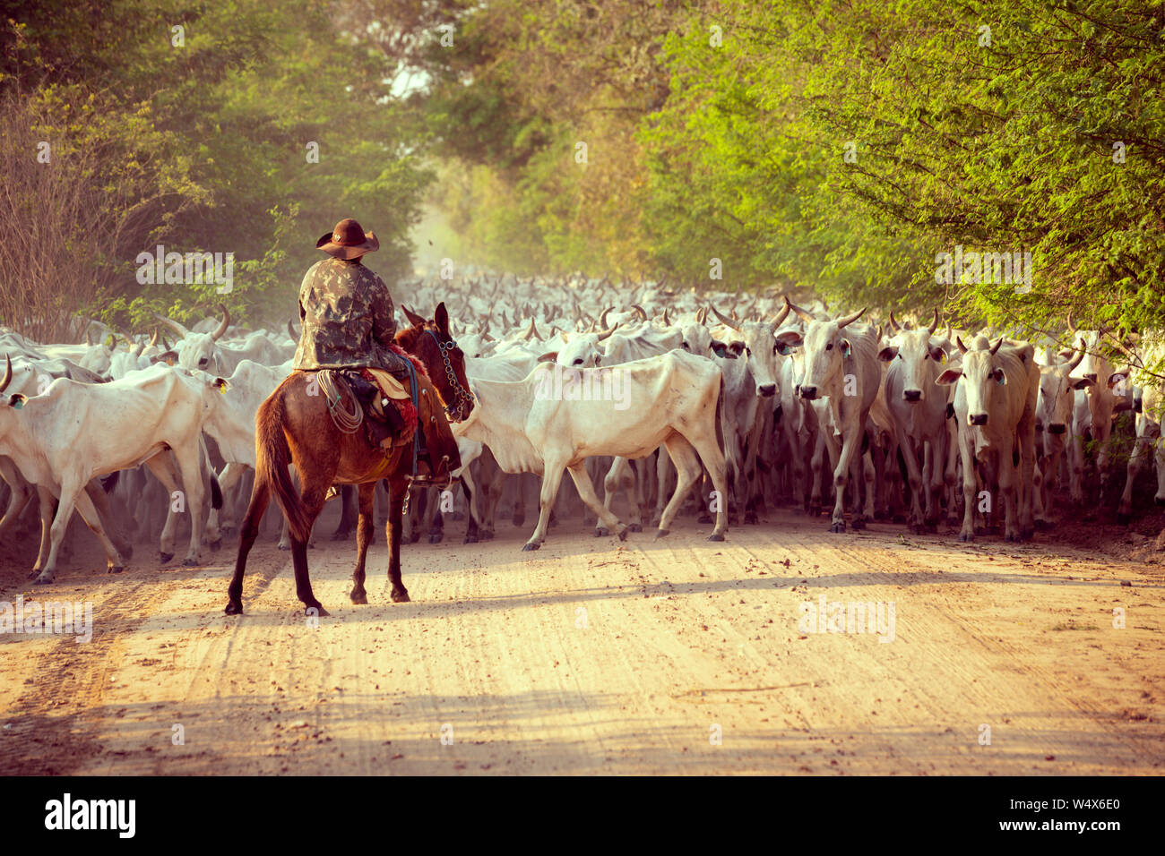 Brazilian cowboy hi-res stock photography and images - Alamy