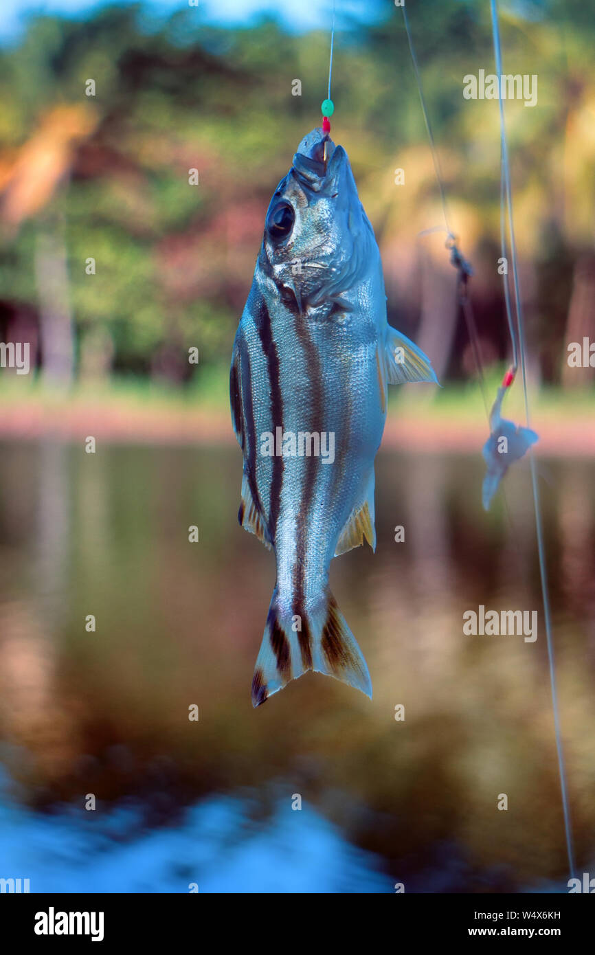 Haemulidae hi-res stock photography and images - Alamy