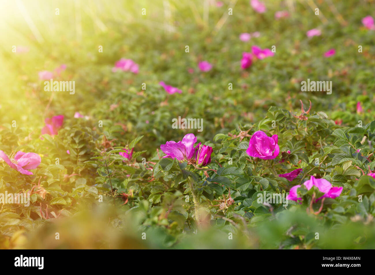 Wild rose, ramanas rose (Rosa rugosa rubra) blooms and fills air with ...
