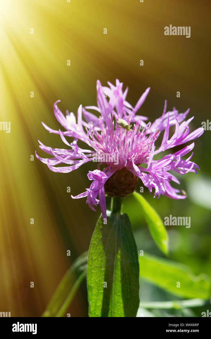 Persistent weed hi-res stock photography and images - Alamy