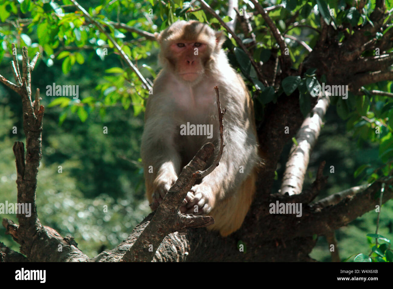 Male rhesus macaques watching the environment. The watchful leader of ...
