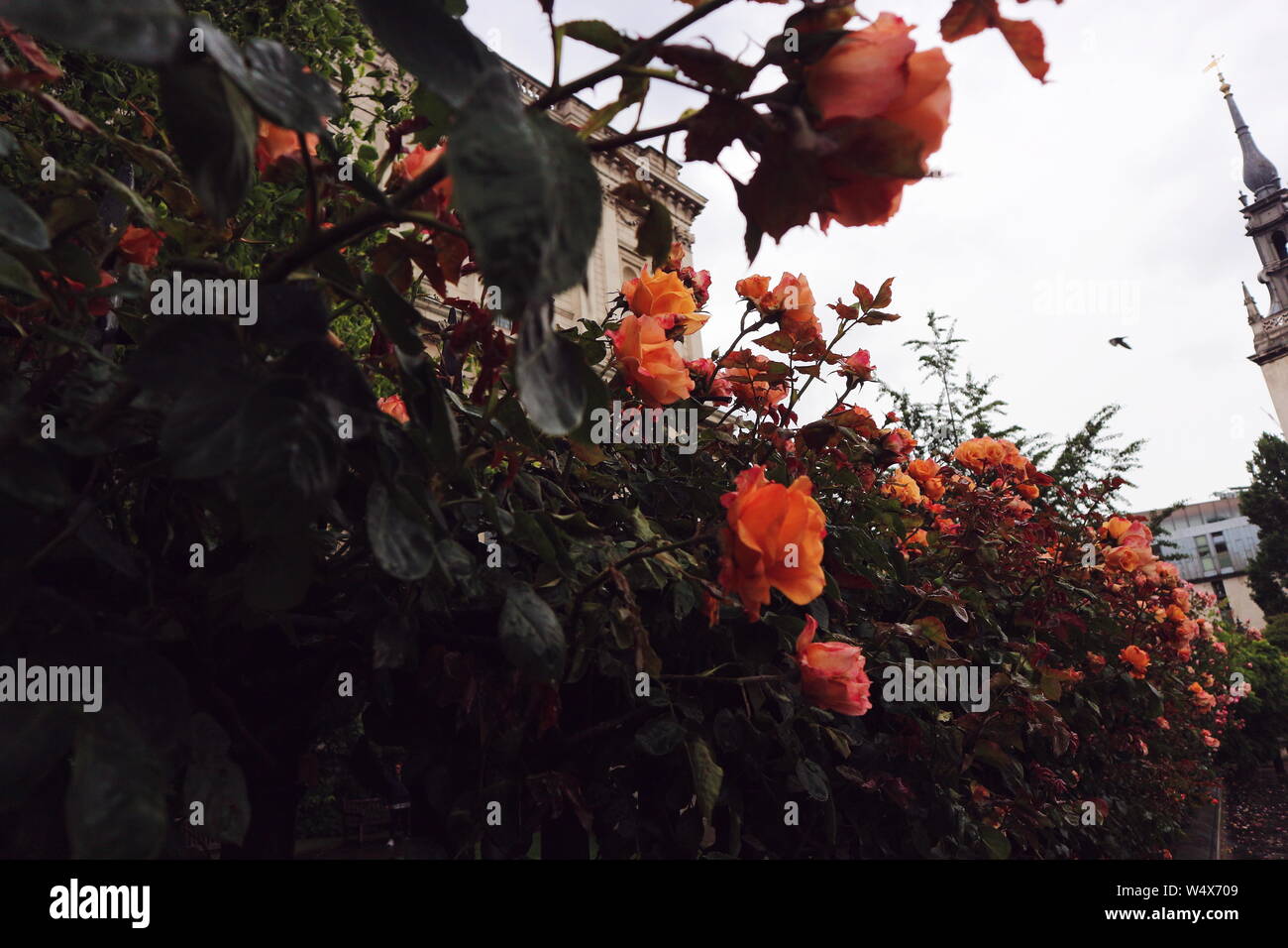 Orange roses shot in a low-angle perspective in the front of St. Pauls ...