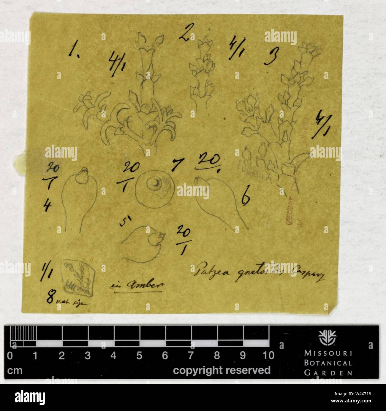 Correspondence - Caspary (Robert) and Engelmann (George) (Feb 11, 1877 ...