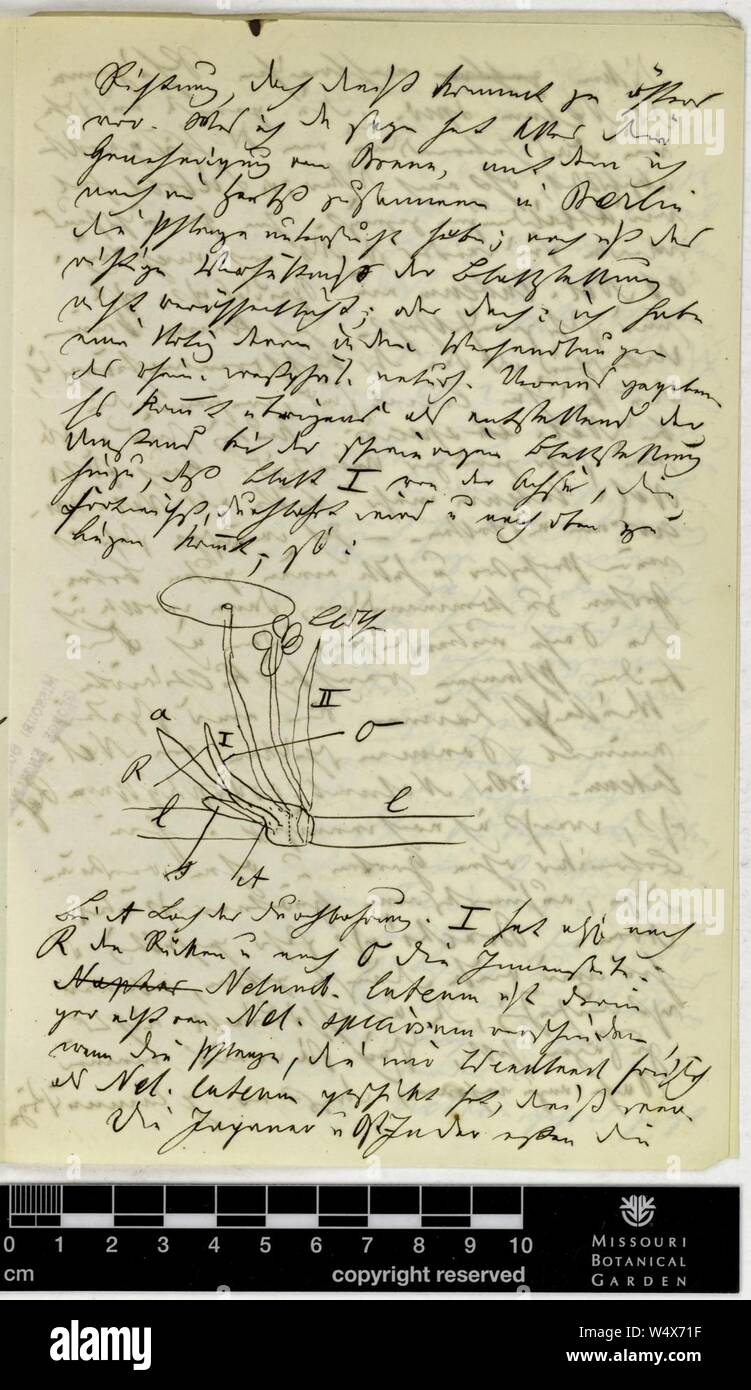 Correspondence - Caspary (Robert) and Engelmann (George) (Nov 9, 1857 ...