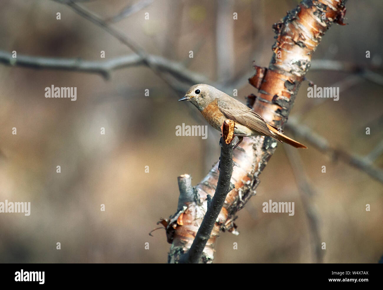 European redstart (Phoenicurus phoenicurus), female, breeding plumage ...