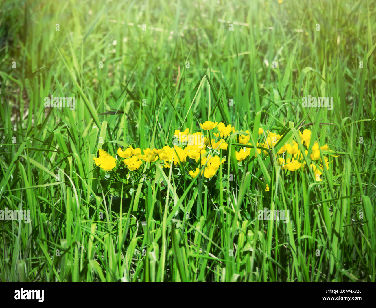 Marigold ( cow lily, Caltha palustris) is the most common plant of the ...