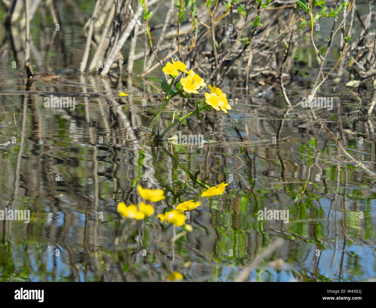 Marigold ( cow lily, Caltha palustris) is the most common plant of the ...