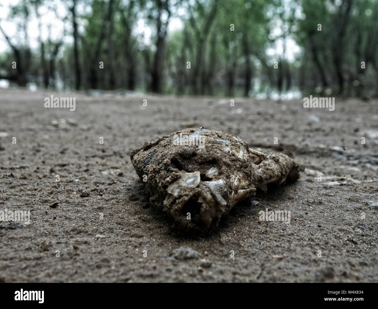 Dead freshwater fish on river bank. Man-killed fish on beach Stock ...