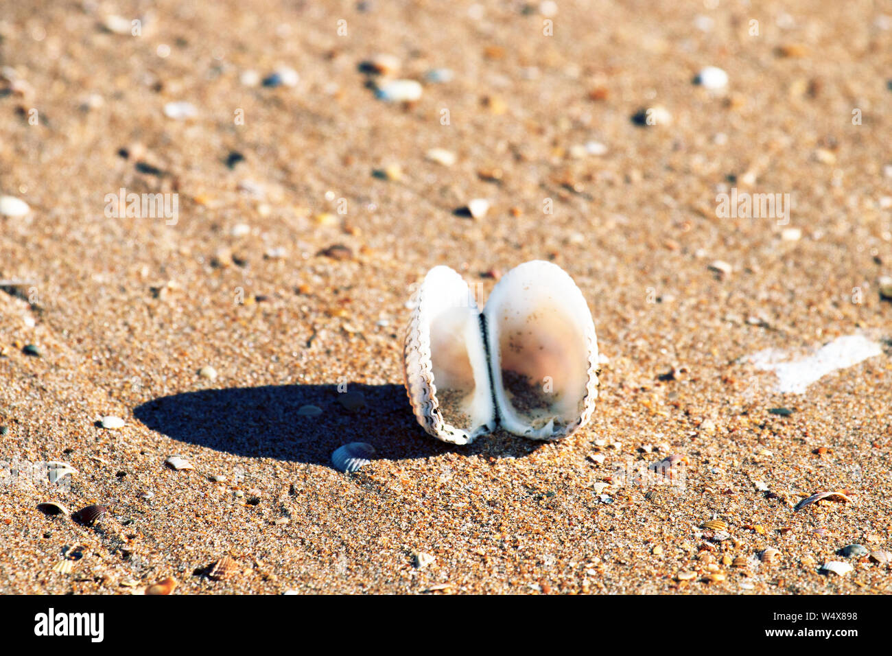 shell beach on the sea, coquina bed, cockle (Cardium Stock Photo - Alamy