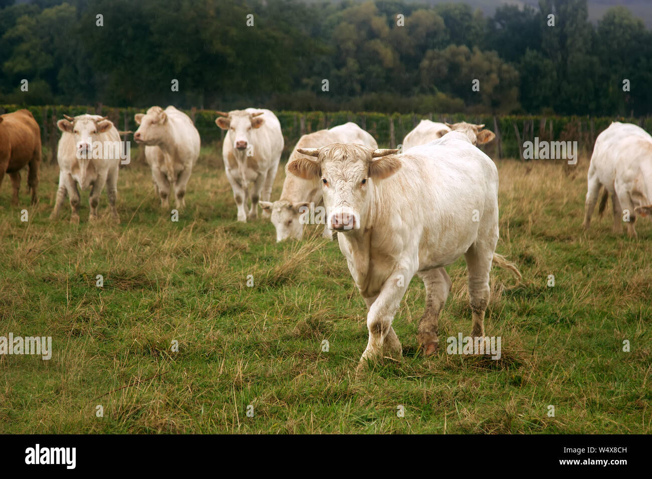 Bulls grown for slaughter for meat at grazing. European meat breeds of ...
