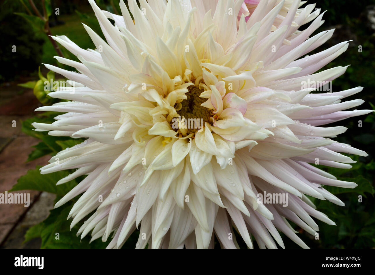 Purple dahila hi-res stock photography and images - Alamy