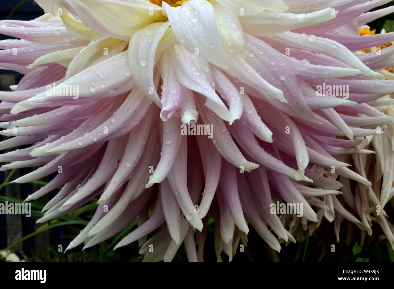 Purple dahila hi-res stock photography and images - Alamy