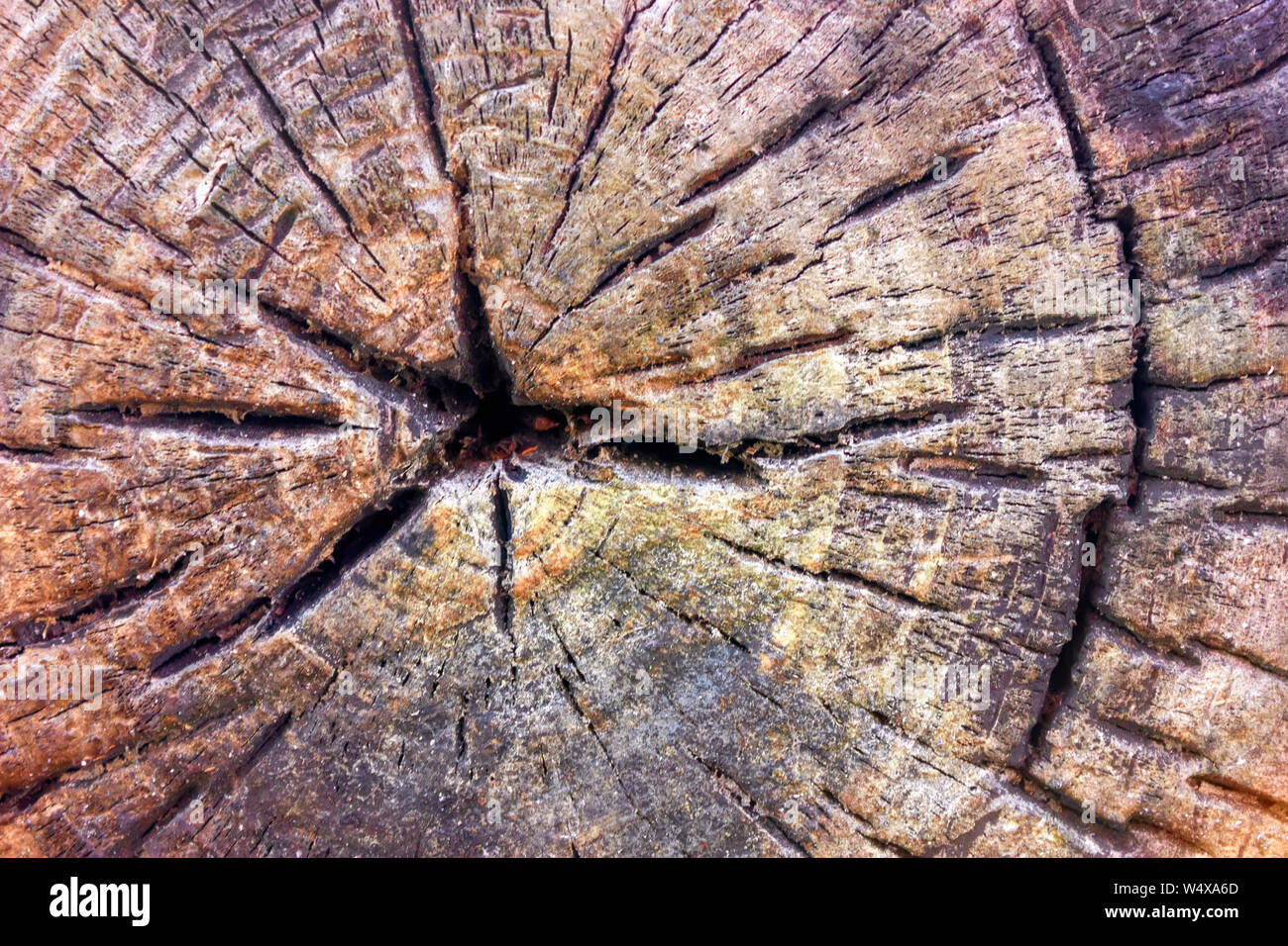 Concentric circles section patterns hi-res stock photography and images ...