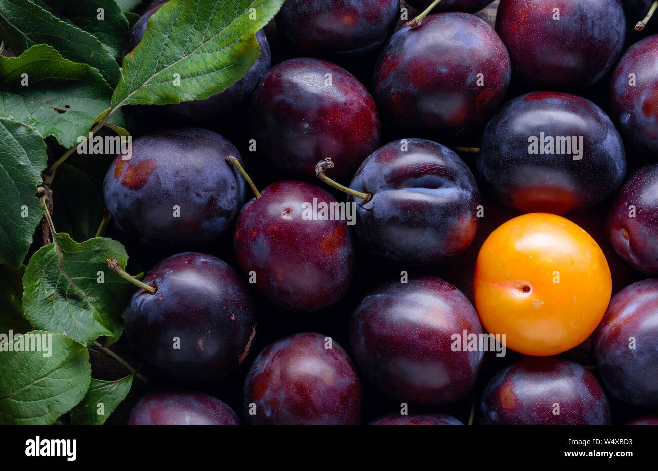 One yellow plum among blue plums. Ripe juicy plums with leaves. Top ...