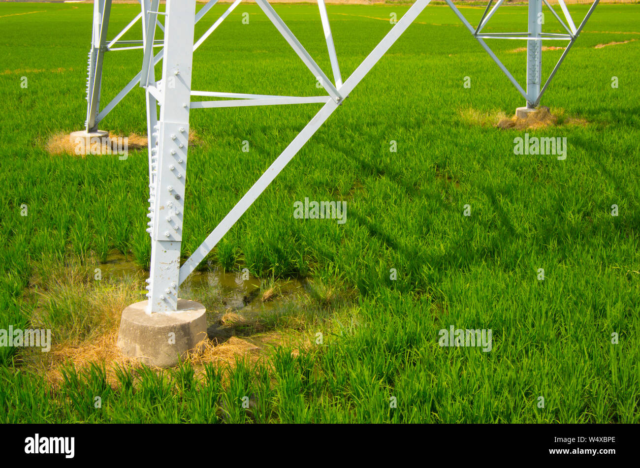 the power line tower over the rice field Stock Photo - Alamy