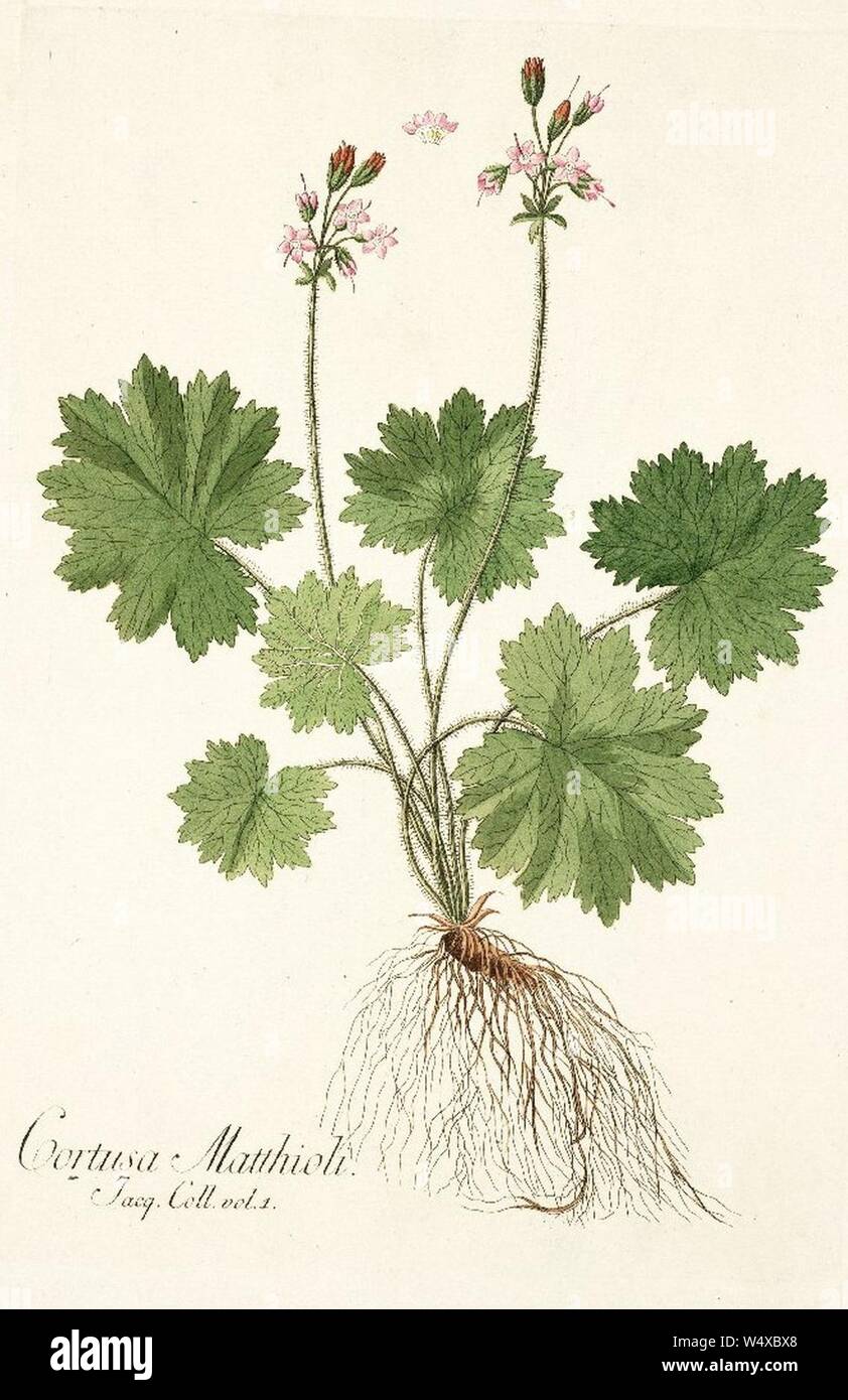 Cortusa matthioli hi-res stock photography and images - Alamy