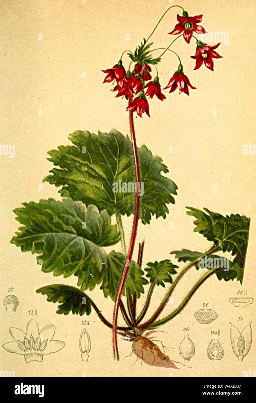 Cortusa matthioli hi-res stock photography and images - Alamy