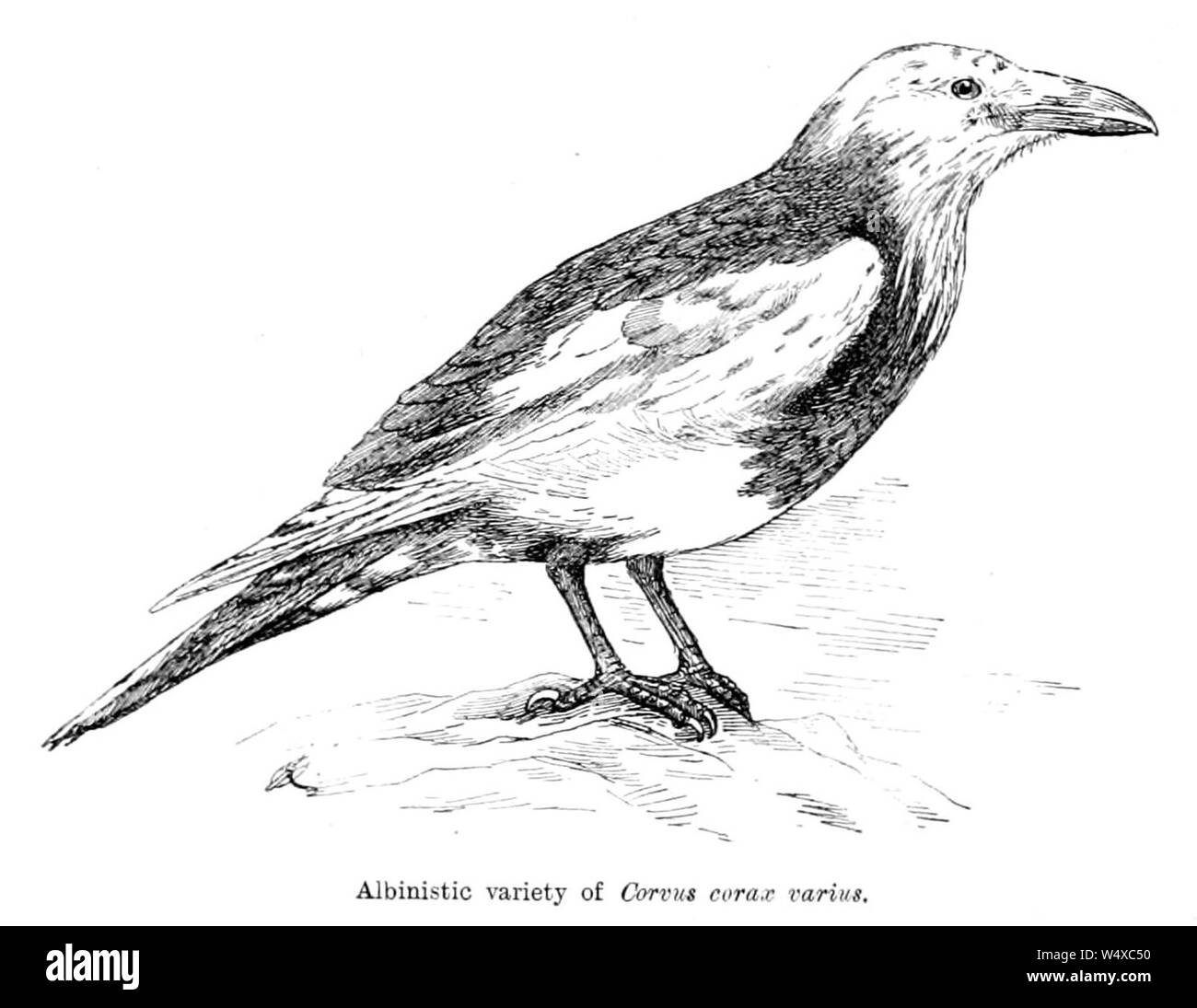 Morpha hi-res stock photography and images - Alamy