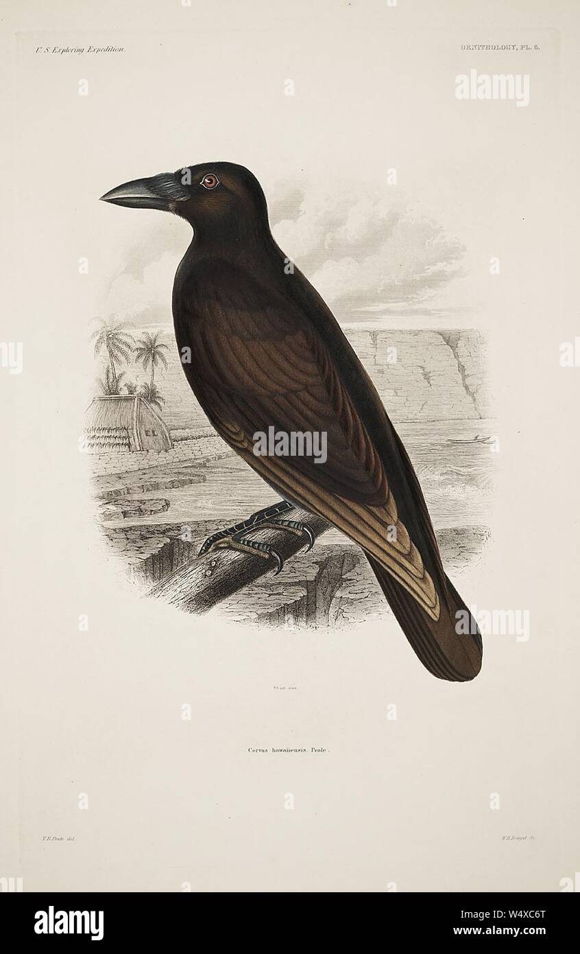 Corvus hawaiiensis hi-res stock photography and images - Alamy