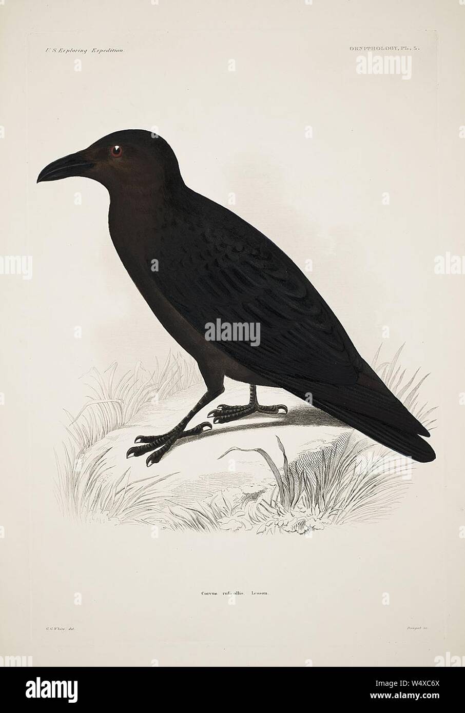 Corvus ruficollis hi-res stock photography and images - Alamy