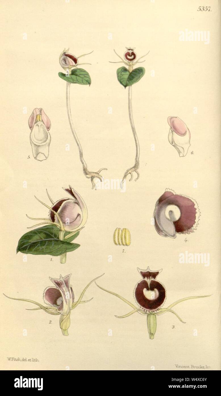 Corybas hi-res stock photography and images - Alamy