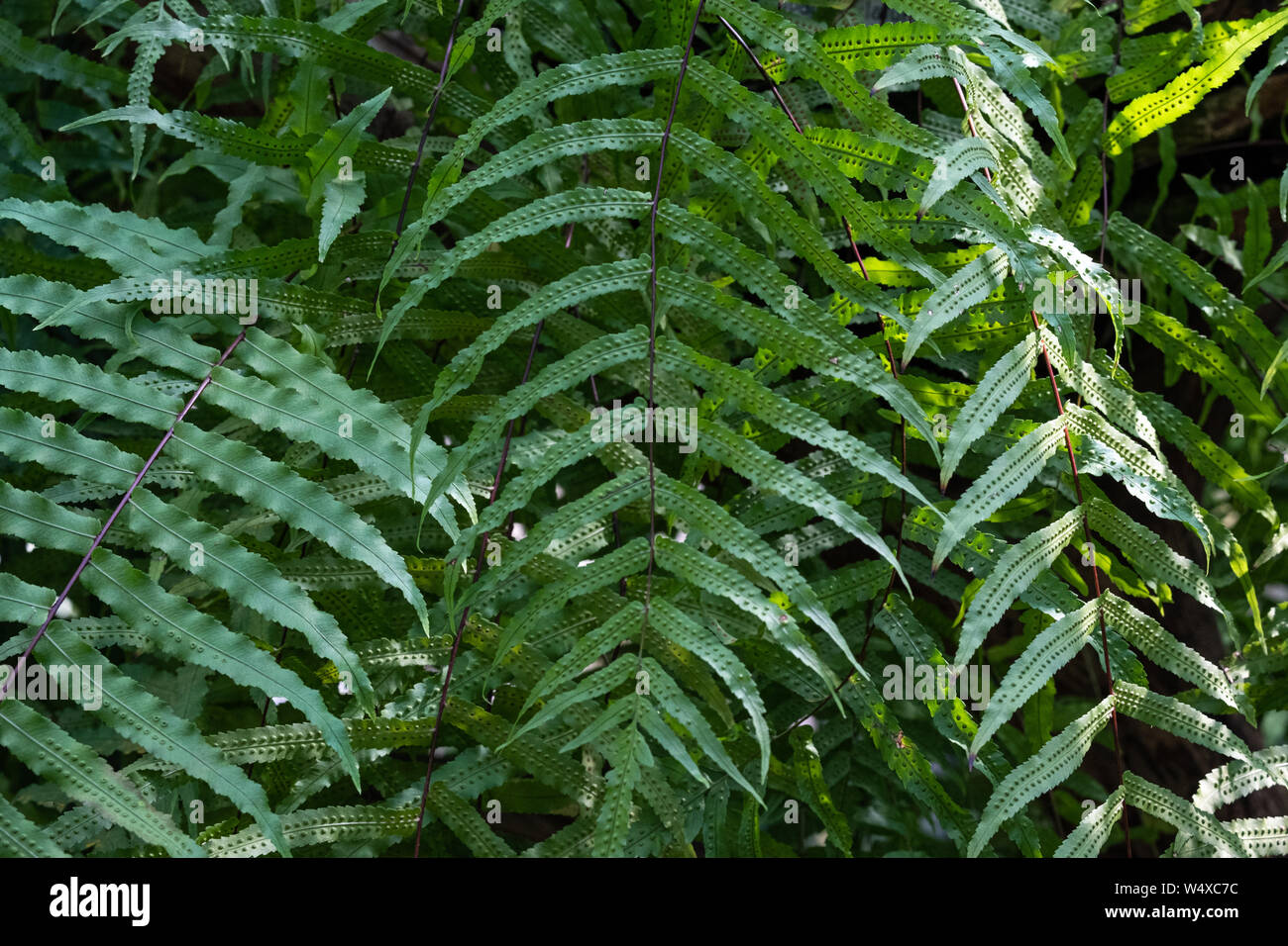 Fern, tropical succulent green leaves, exotic natural background with ...