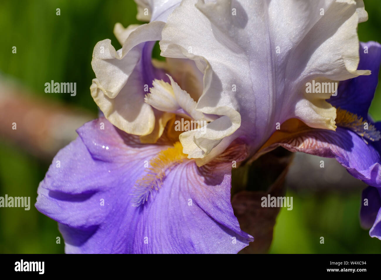 Close-up of white petal of a flower Bearded Iris, Wabash grade, side ...